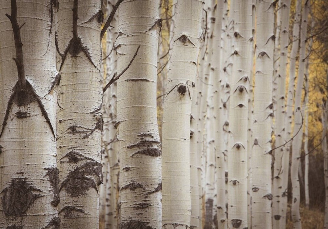 Aspen Trees Photo, Fall Tree Art, Colorado Art, Aspen Trees Fall, Fall ...