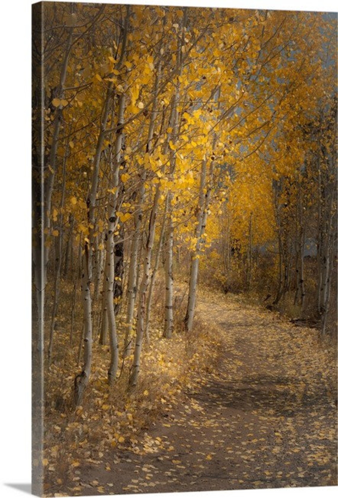 Fall Aspen Trees, Pathway, Fall Tree Decor, Colorado Art, Autumn ...