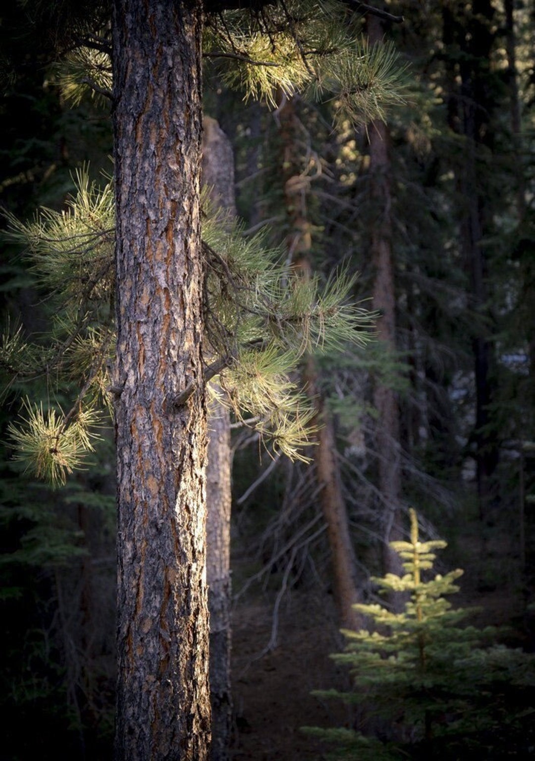 Pine Tree Photo, Pine Tree Wall Art, Sunset Pine Tree Photo, Rustic ...