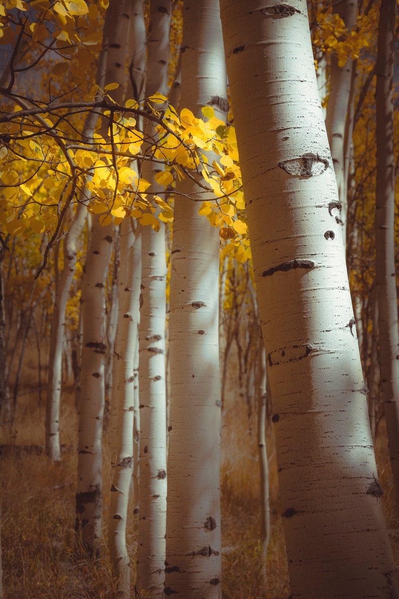Fall Aspen Trees, Fall Tree Decor, Colorado Art, Aspens, Golden Aspen ...