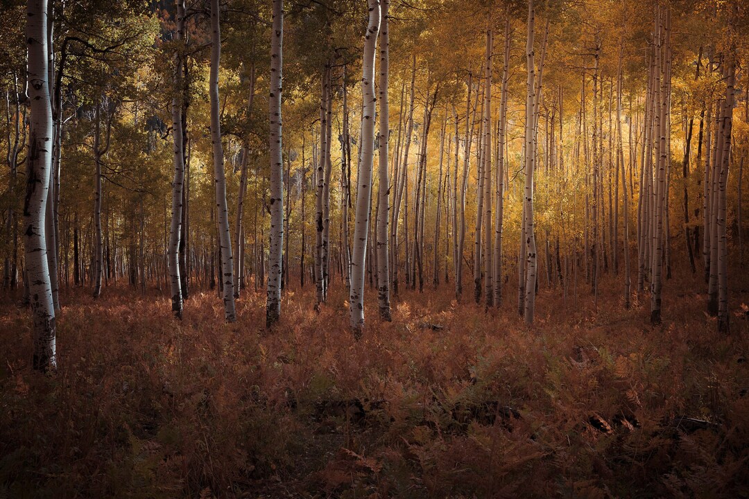 Sunset Aspen Forest, Forest Ferns, Copper, Birch, Colorado Fall Aspens ...