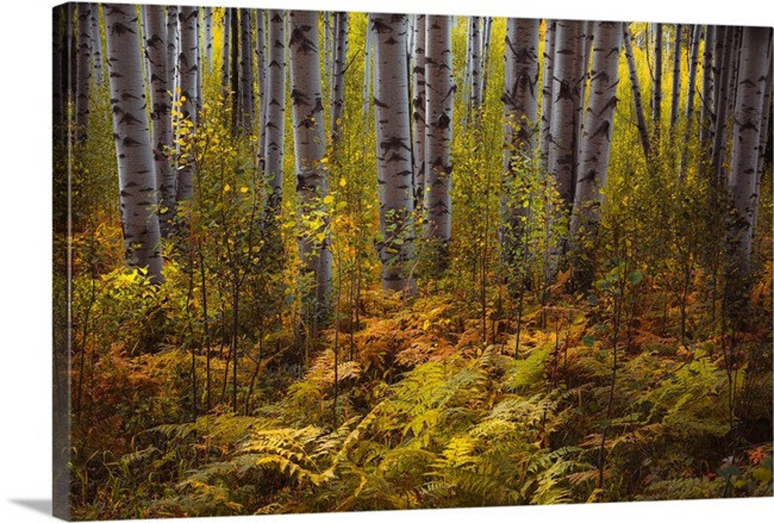 Fall Aspen Photo, Aspen Trees Fall, Colorado Art, Aspen Forest, Fall ...