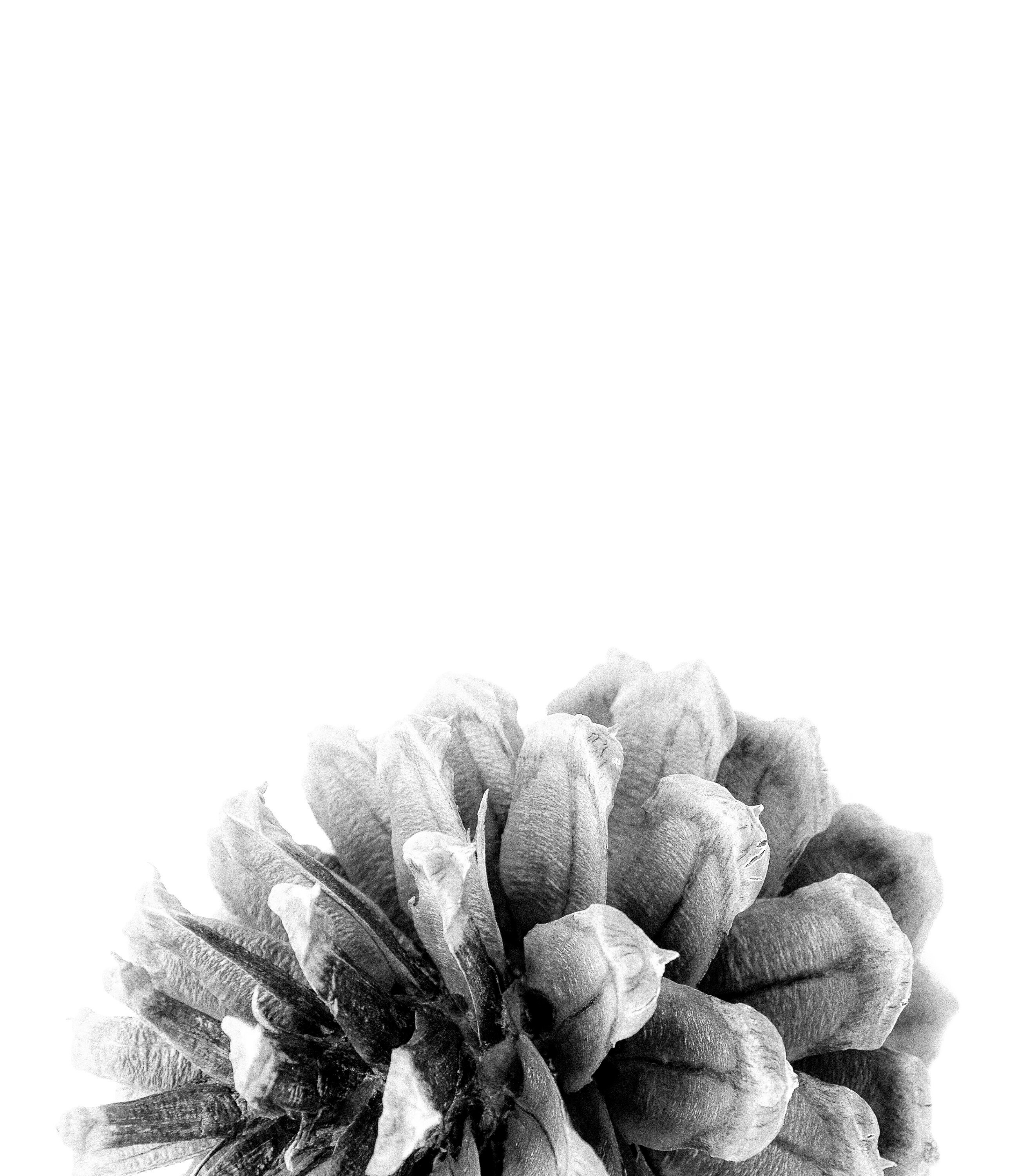 Pinecone Photo, Pine Cone Print, Nordic Style Art Print, Scandinavian ...