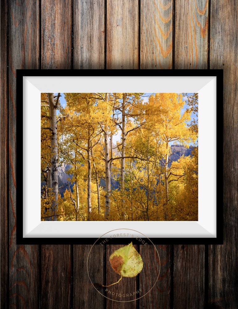 Aspen Trees Fall, Fall Tree Photo, Aspen Tree Decor, Colorado Art ...