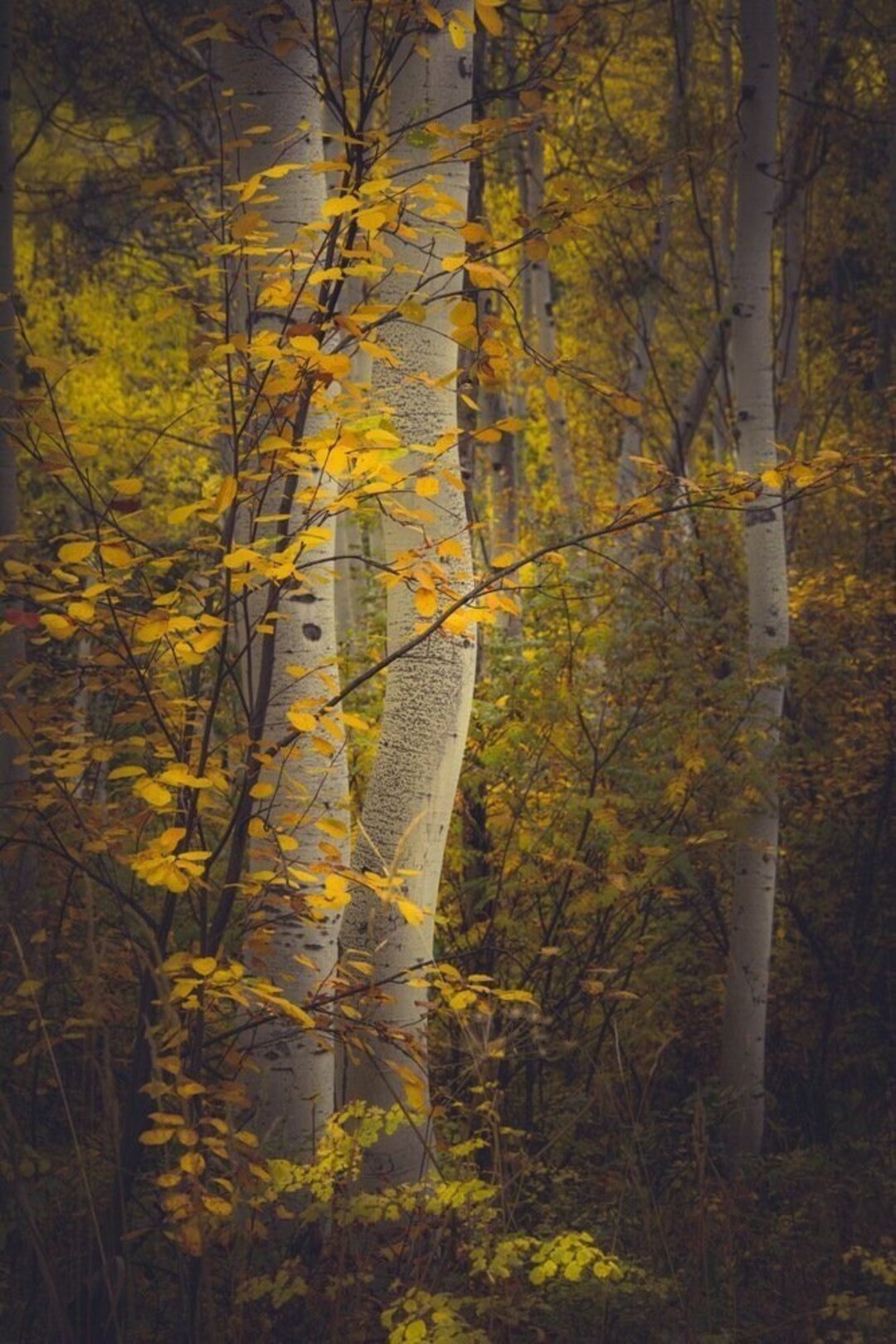 Aspen Trees, Aspen Trees Fall, Fall Tree Decor, Colorado Art, Cabin ...