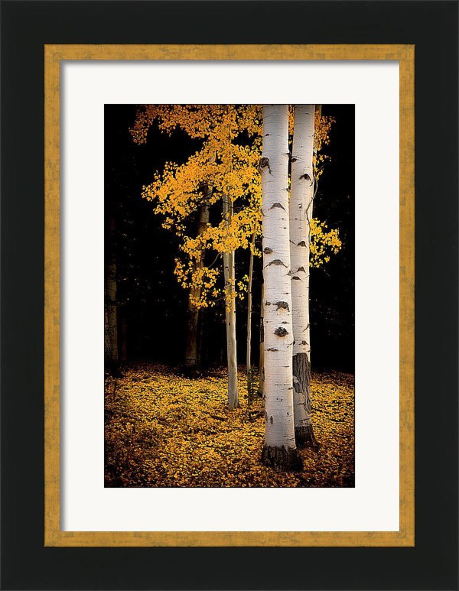 Golden Aspen Trees, Fall Tree Decor, Colorado Art, Aspens, Fall Aspen ...