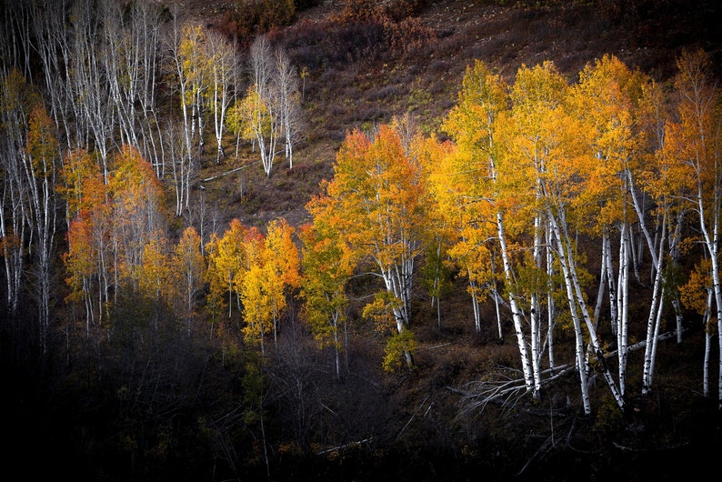 Fall Aspen Photo, Aspen Trees Fall, Colorado Art, Fall Meadow, Rustic ...