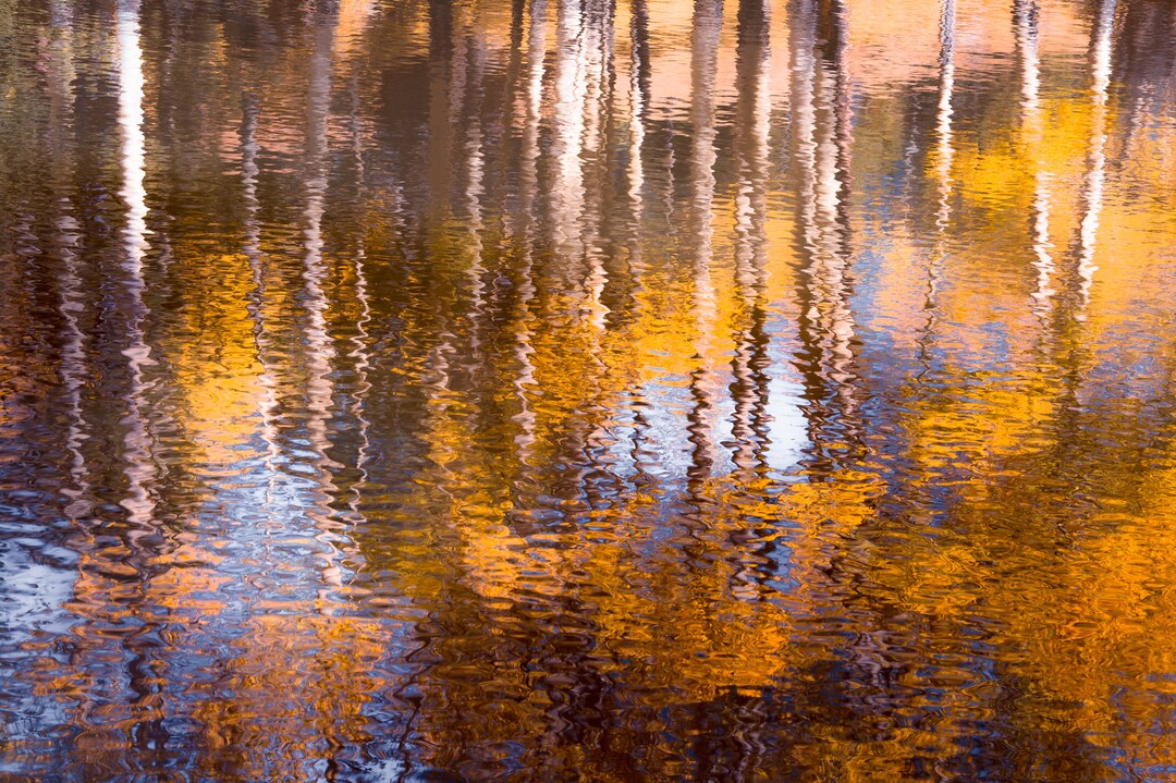Aspen Trees Pond Reflection Photo, Aspen Tree Decor, Pond Reflection ...