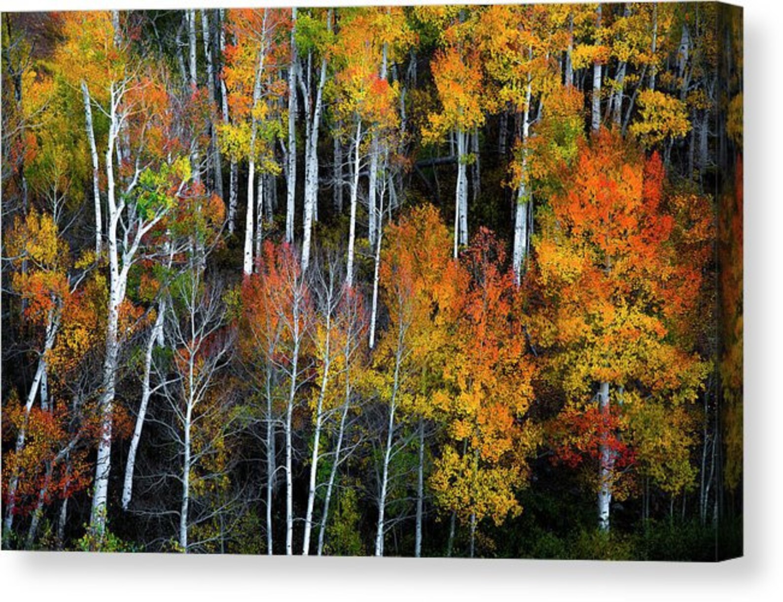 Fall Aspen Trees, Colorado Aspens, Fall Tree Art, Aspen Treee Art ...