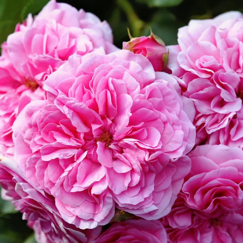 Rose De Mai All Natural Luxury Perfume Oil - Etsy