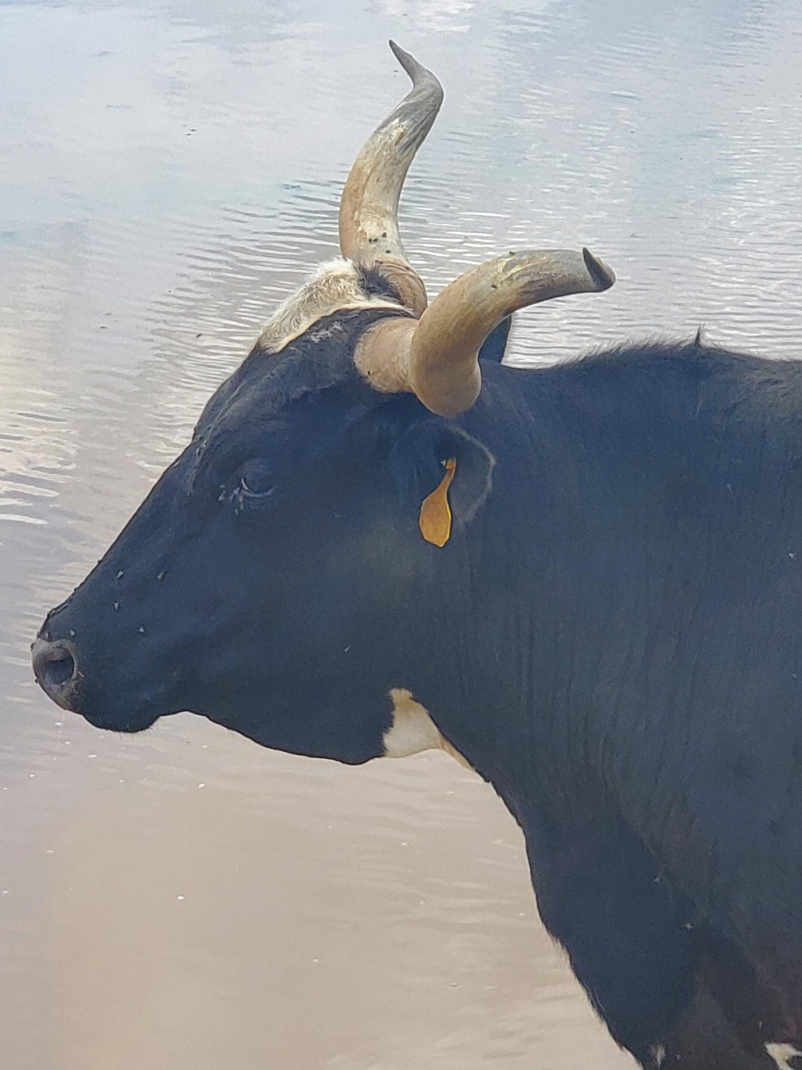Longhorn Cow Print Corkscrew Horns - Etsy