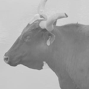 Longhorn Cow Print Corkscrew Horns - Etsy