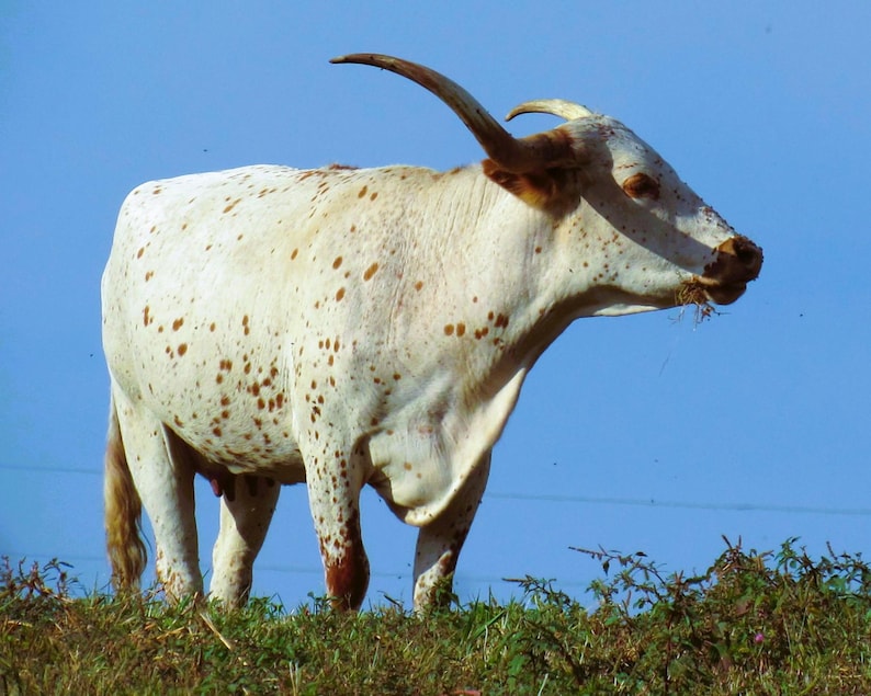 Longhorn Cow Print - Etsy