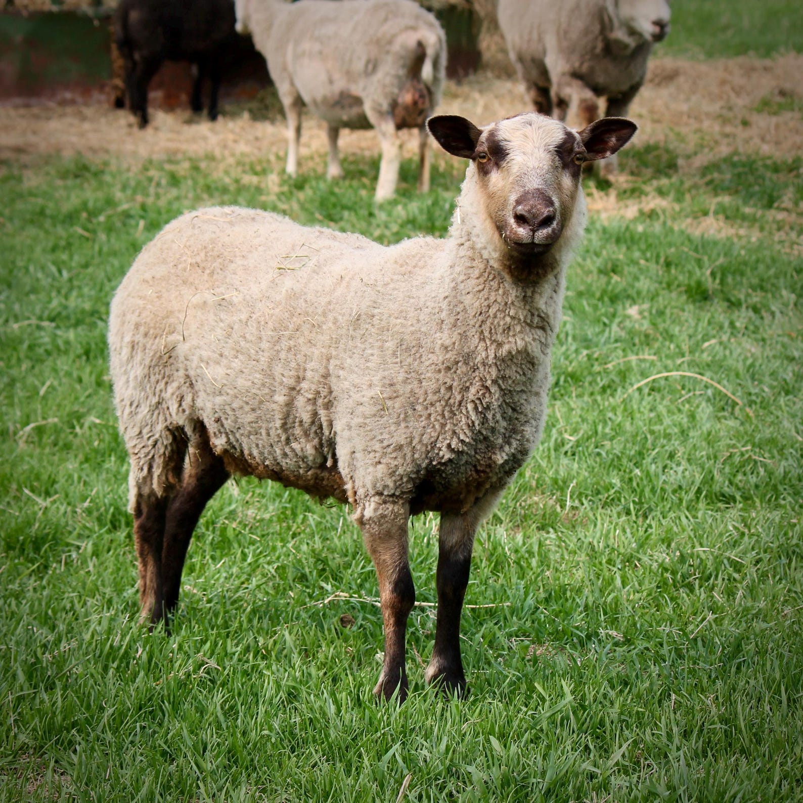 Shetland Sheep Fine Wool - Combed and Washed - Etsy