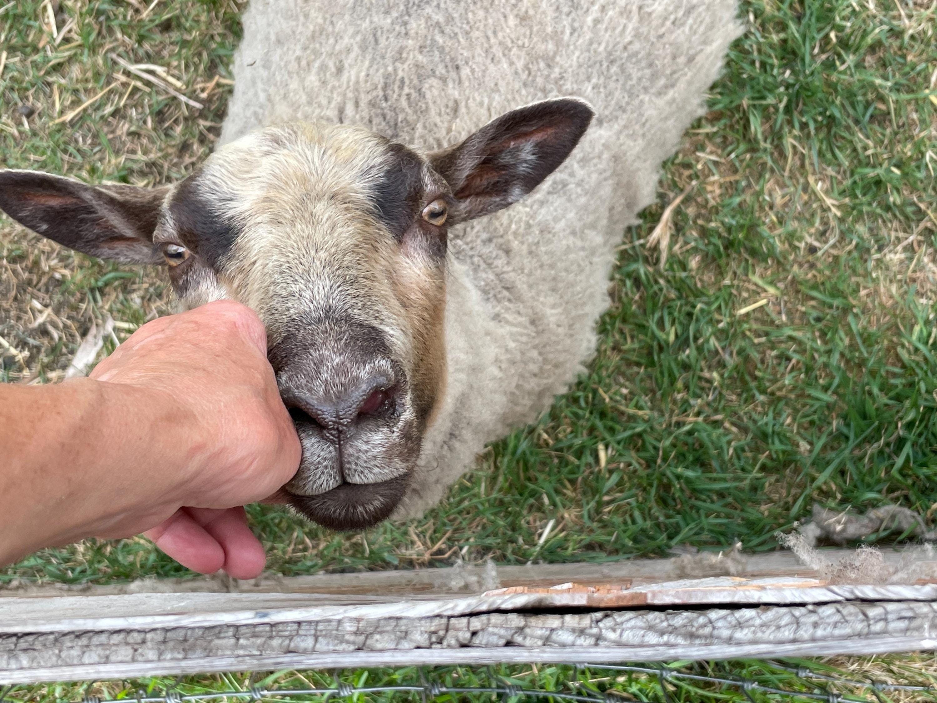 Shetland Sheep Fine Wool - Combed and Washed - Etsy