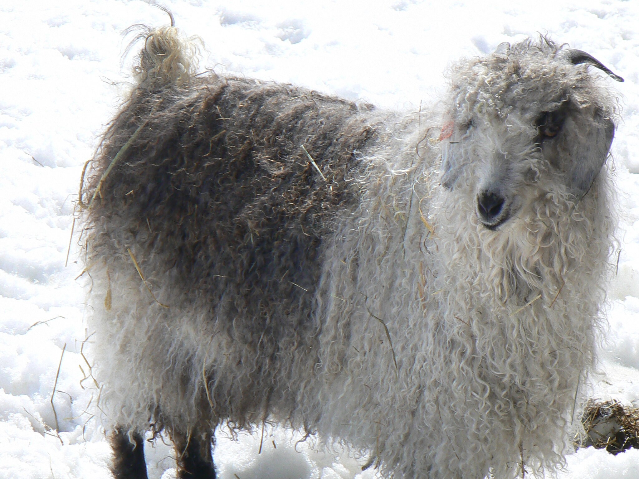 Roubaix Wool's flower Naturally Dyed Yarn 2-ply Fingering Wt. CVM Wool ...