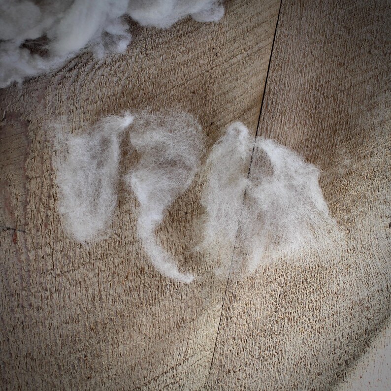 Shetland Sheep Fine Wool - Combed and Washed - Etsy