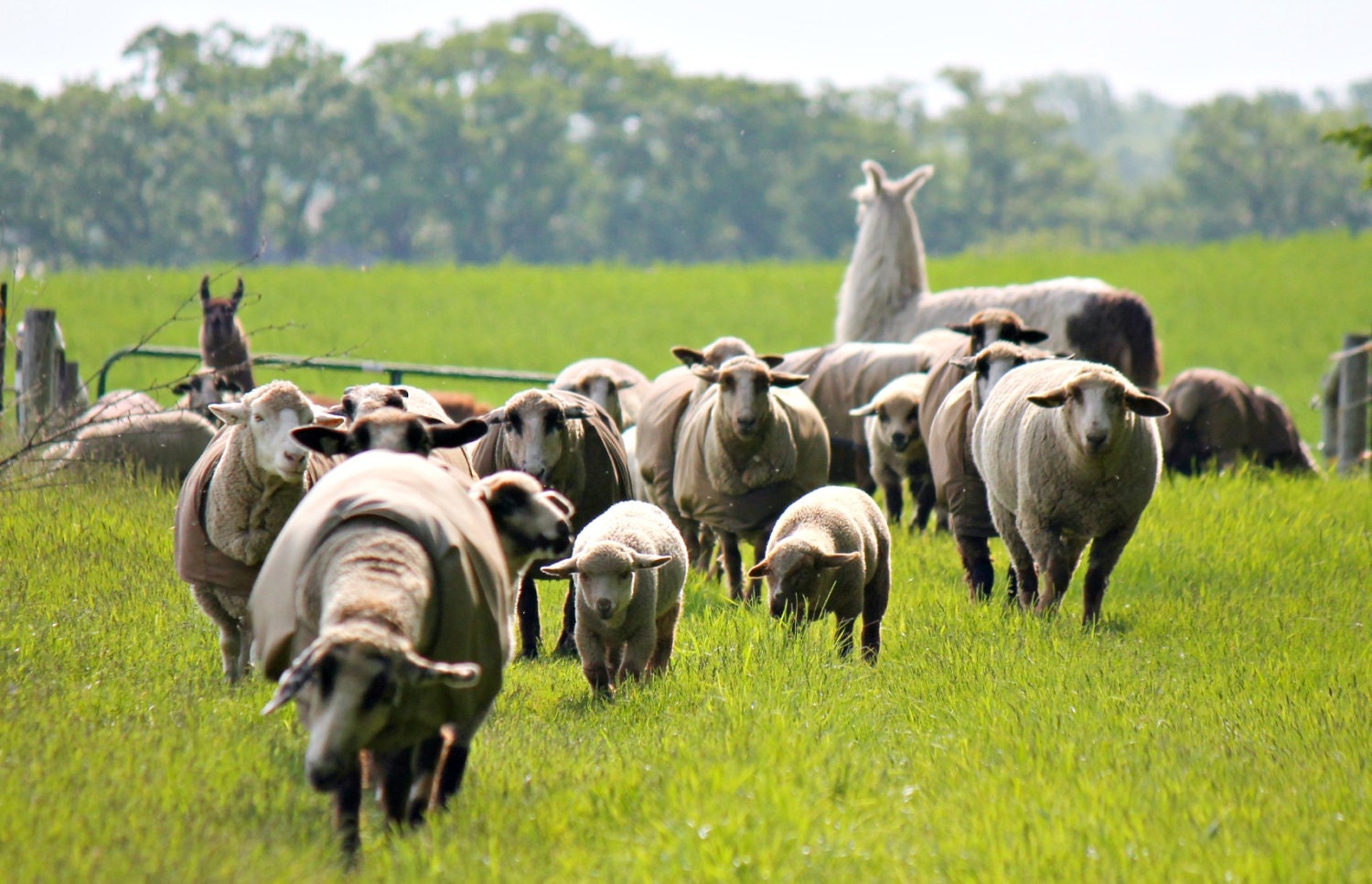 Handspun Yarn CVM Wool/angora 2-ply Fingering Wt. Silver Gray Plus Free ...