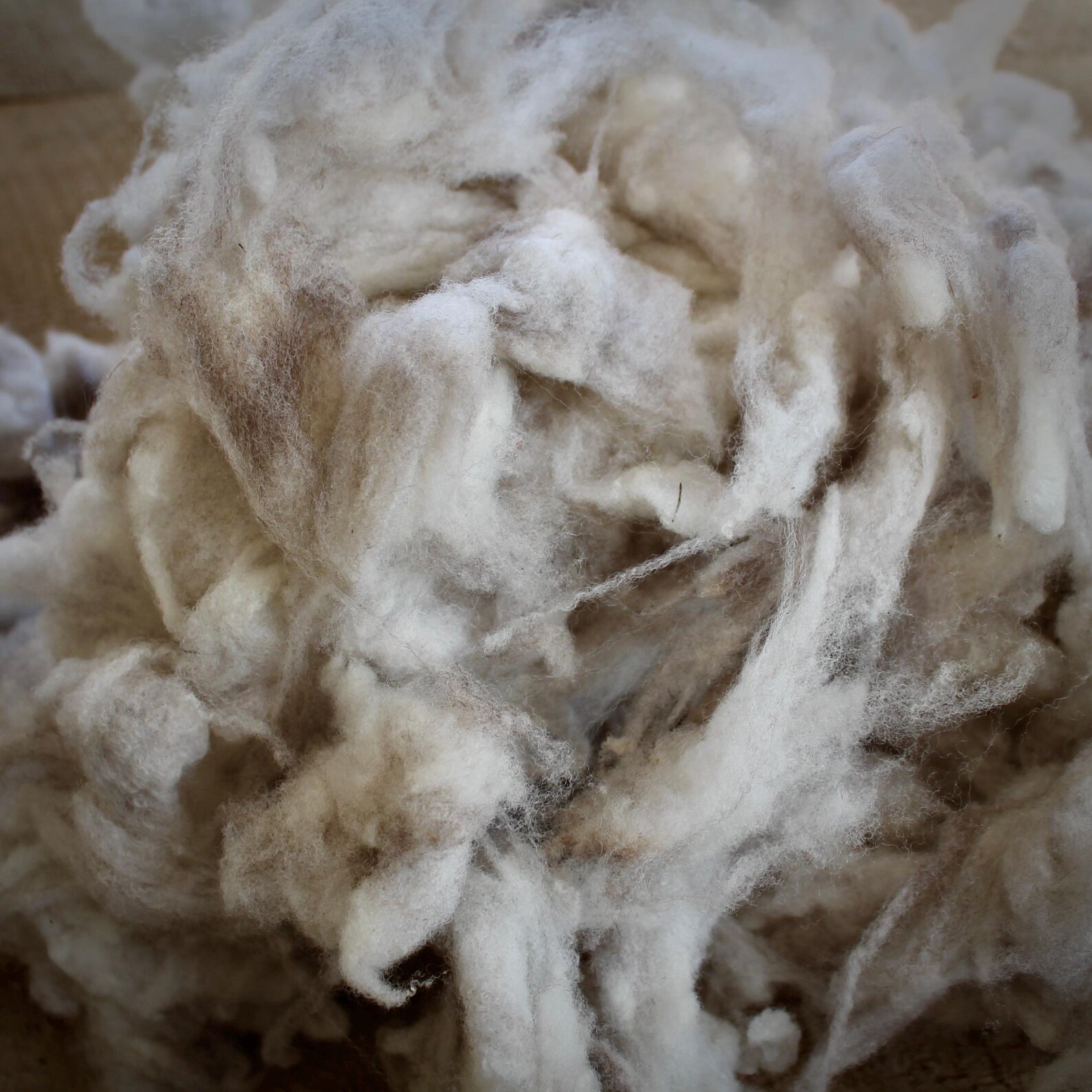 Shetland Sheep Fine Wool - Combed and Washed - Etsy