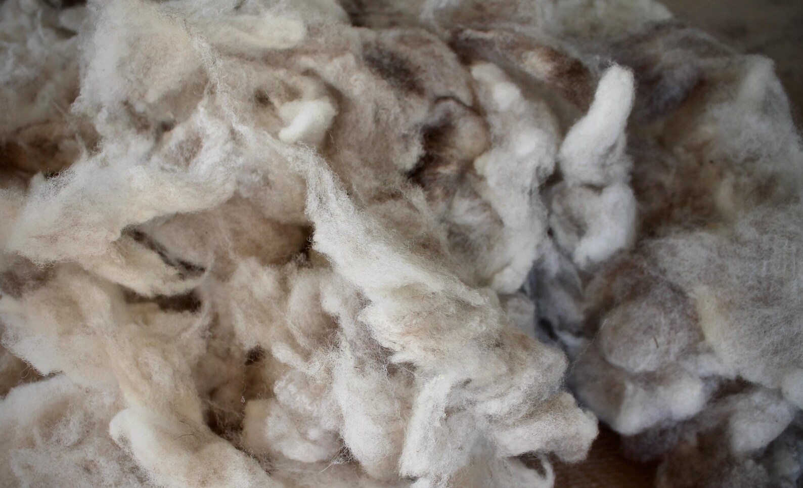 Shetland Sheep Fine Wool - Combed and Washed - Etsy