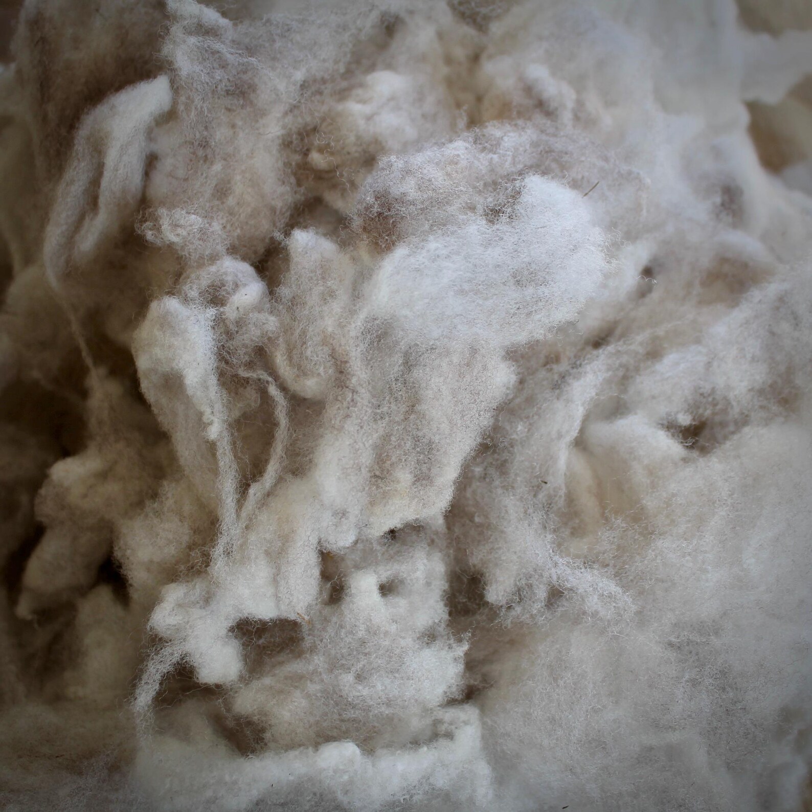 Shetland Sheep Fine Wool - Combed and Washed - Etsy
