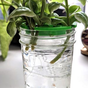 Root Care Propagation Lid W/10oz Mason Jar, Plant Starter Lid and Mason ...