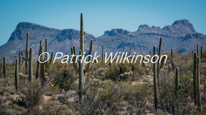A Field of Saguaro Desktop Wallpaper - Etsy