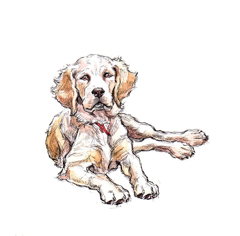 Original Handmade Drawing - Golden Labrador Retriever Puppy - Etsy