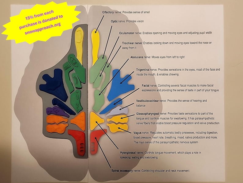 12 Cranial Nerves Puzzle, Fun Brain Activity, Active Learning, Learning ...