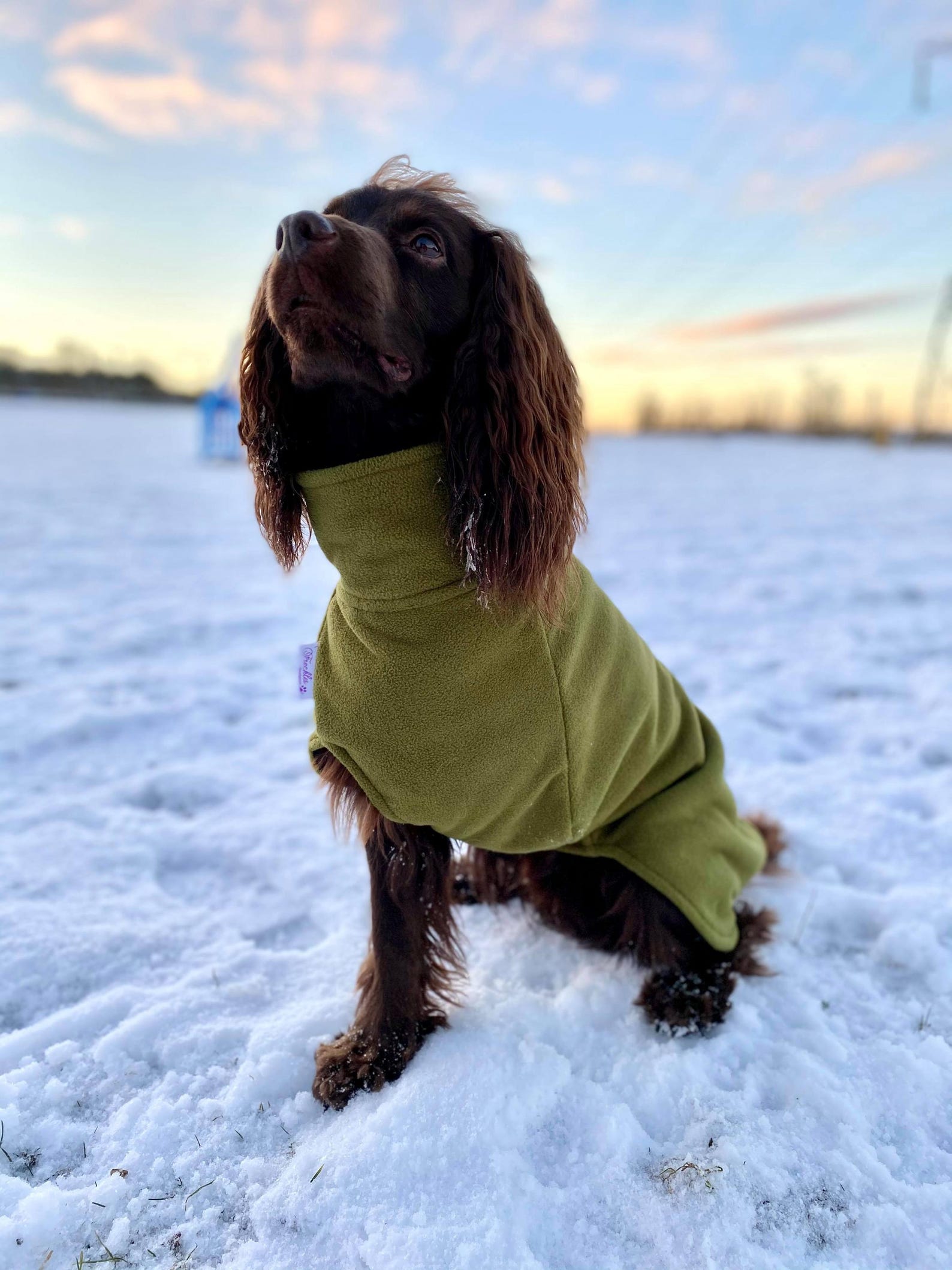 Tripawd Dog Drying Coat, Towel, Tripaw, Tripod, Three Legged Dog ...