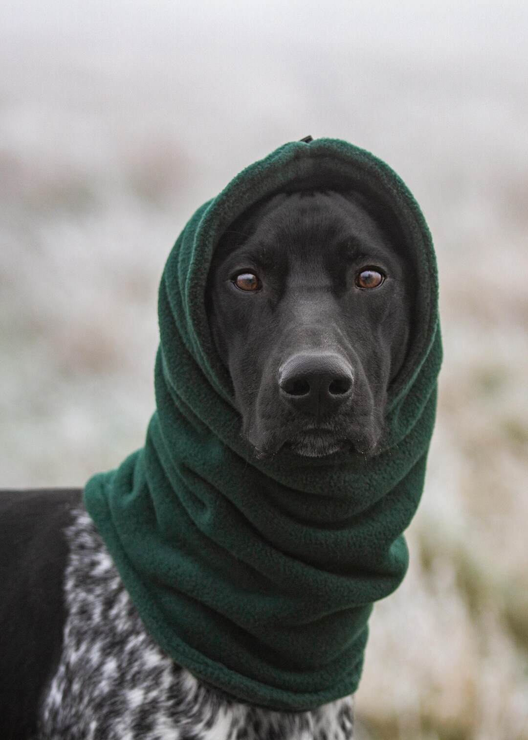 Dog Snood - Drying Snood, Towel Lined - Etsy