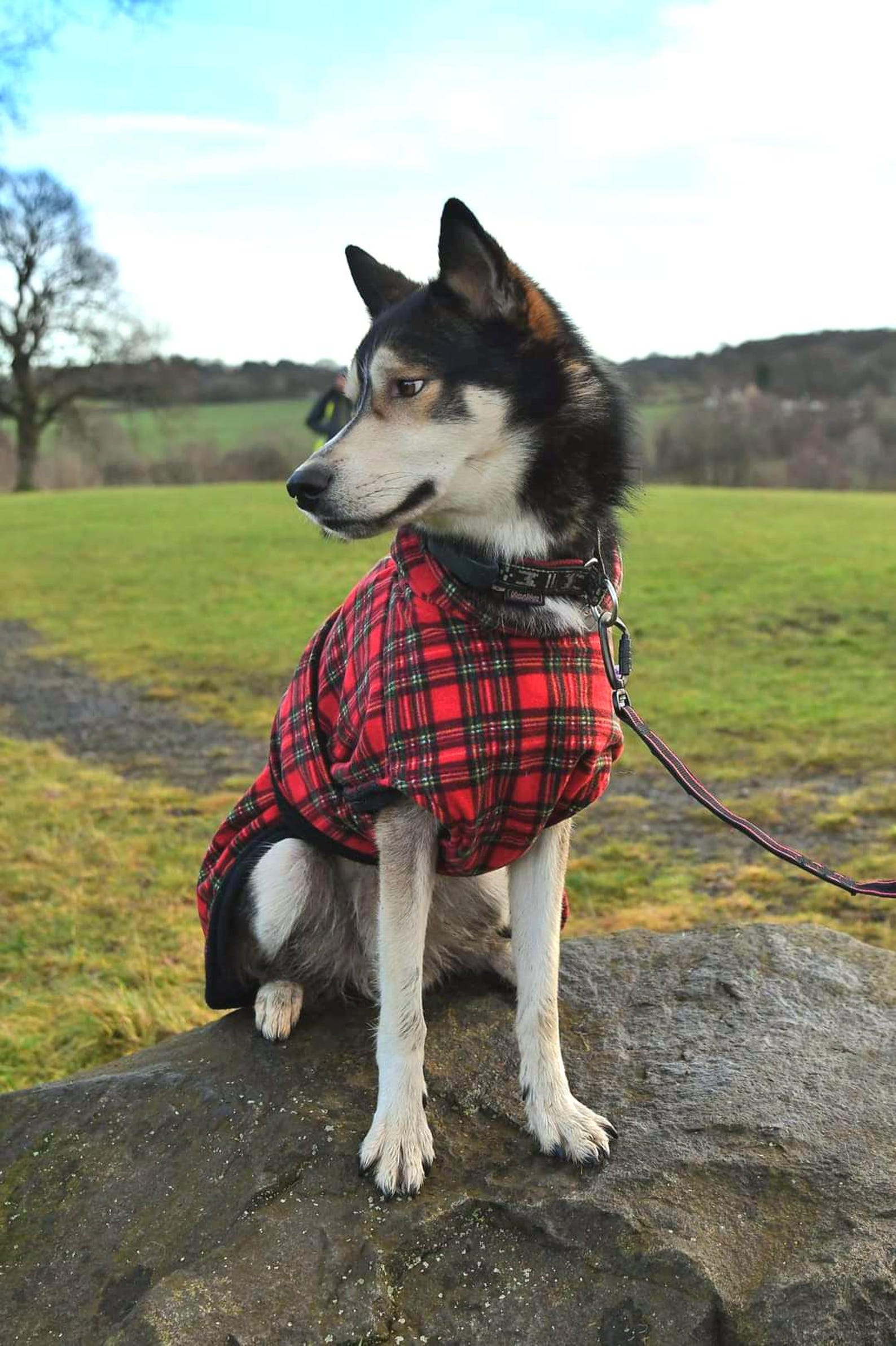 Ness Dog Drying Coat, Made in Scotland, Drying Robe, Dog Coat, Towel ...