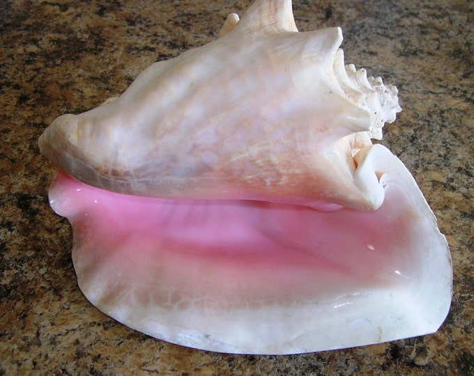 Antique Conch Shell - Etsy