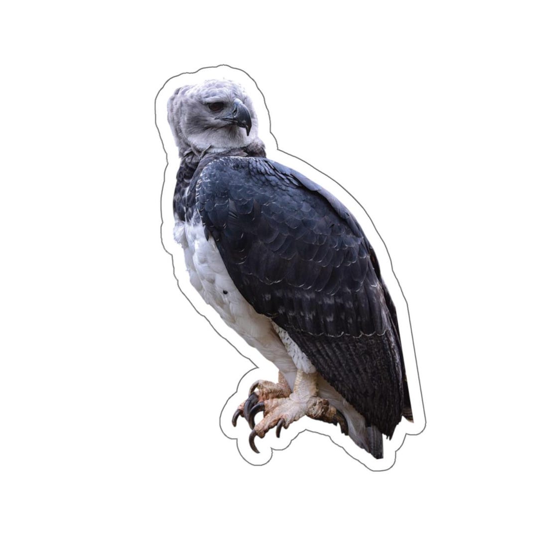 Harpy Eagle Sticker - Etsy