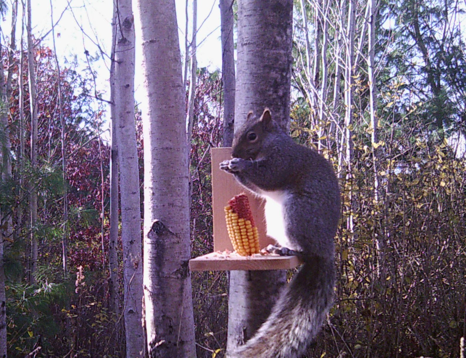 Corn on the Cob Squirrel Food for Squirrels, Birds, Rabbits, Deer ...