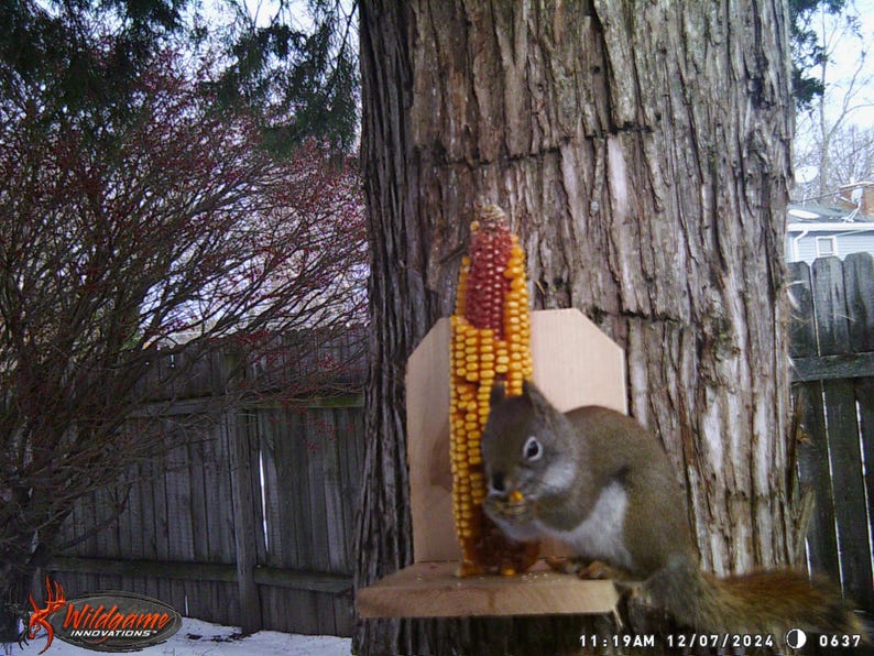 Corn on the Cob Squirrel Food for Squirrels, Birds, Rabbits, Deer ...