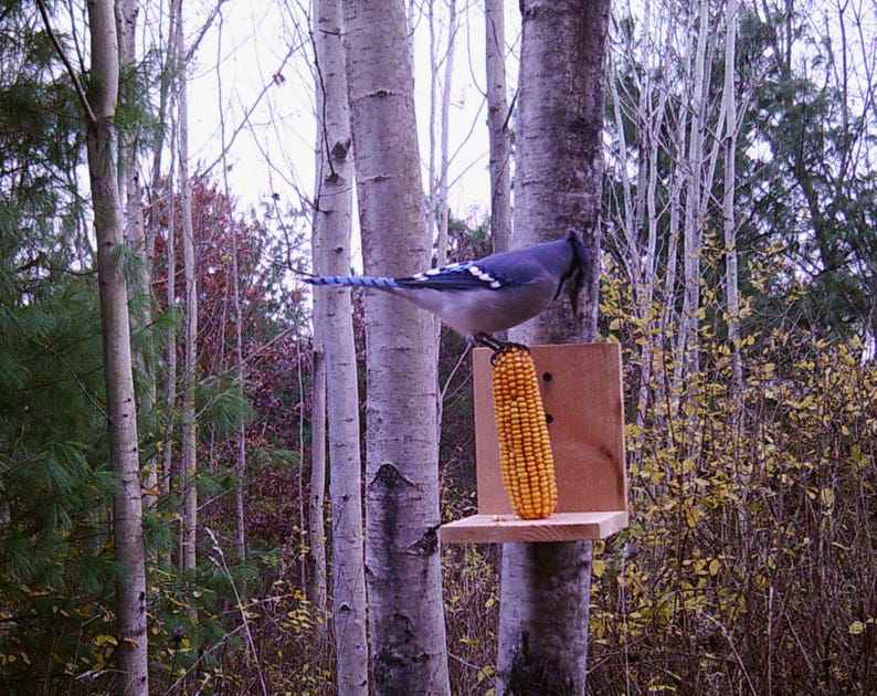 Corn on the Cob Squirrel Food for Squirrels, Birds, Rabbits, Deer ...