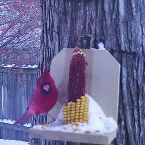 Corn on the Cob Squirrel Food for Squirrels, Birds, Rabbits, Deer ...