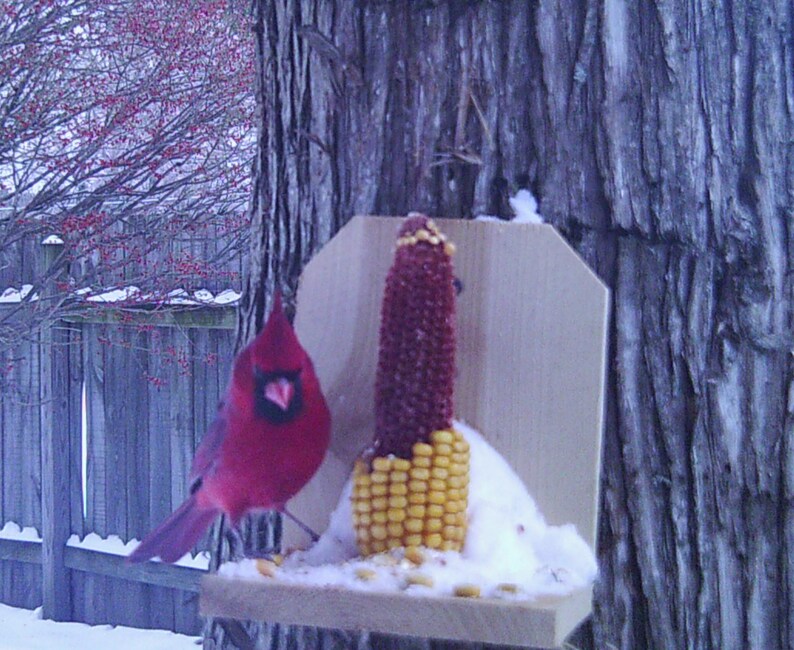 Corn on the Cob Squirrel Food for Squirrels, Birds, Rabbits, Deer ...
