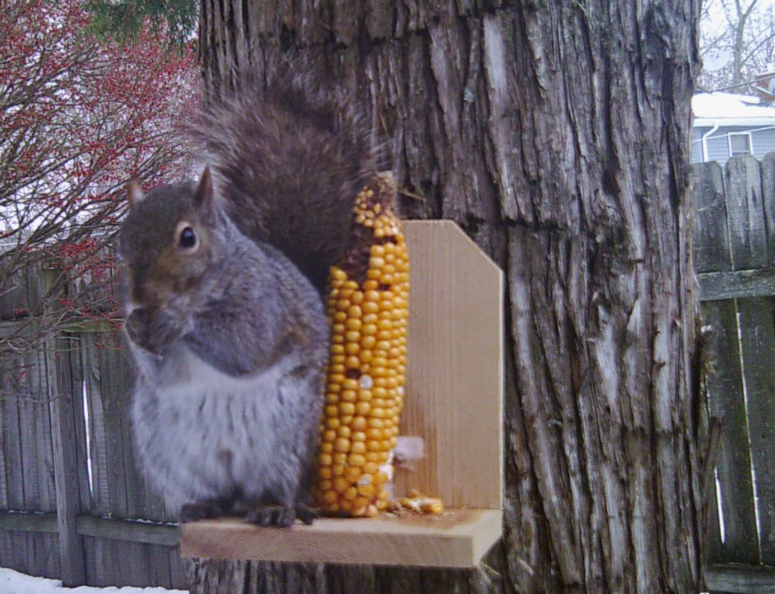 Corn on the Cob Squirrel Food for Squirrels, Birds, Rabbits, Deer ...