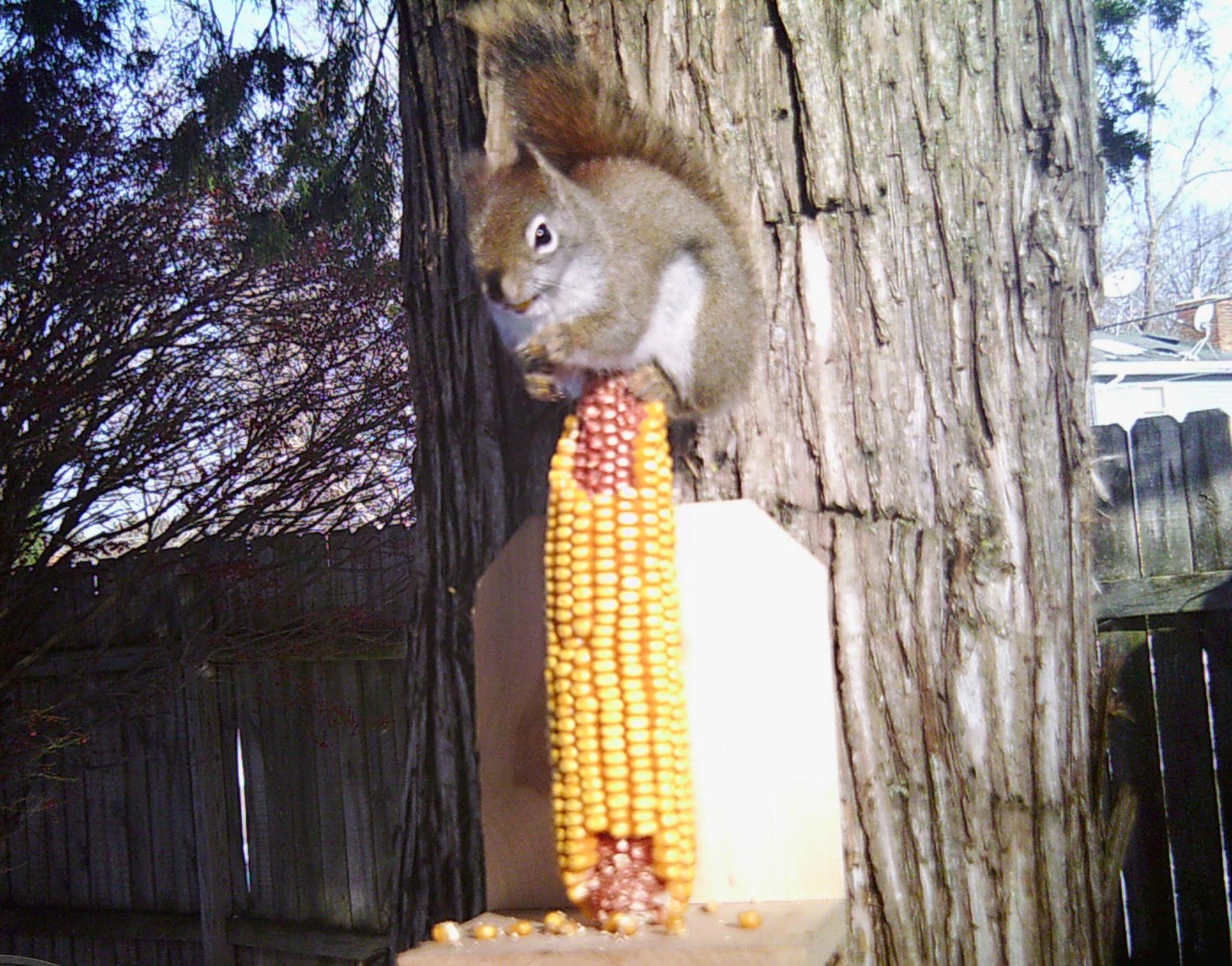 Corn on the Cob Squirrel Food for Squirrels, Birds, Rabbits, Deer ...