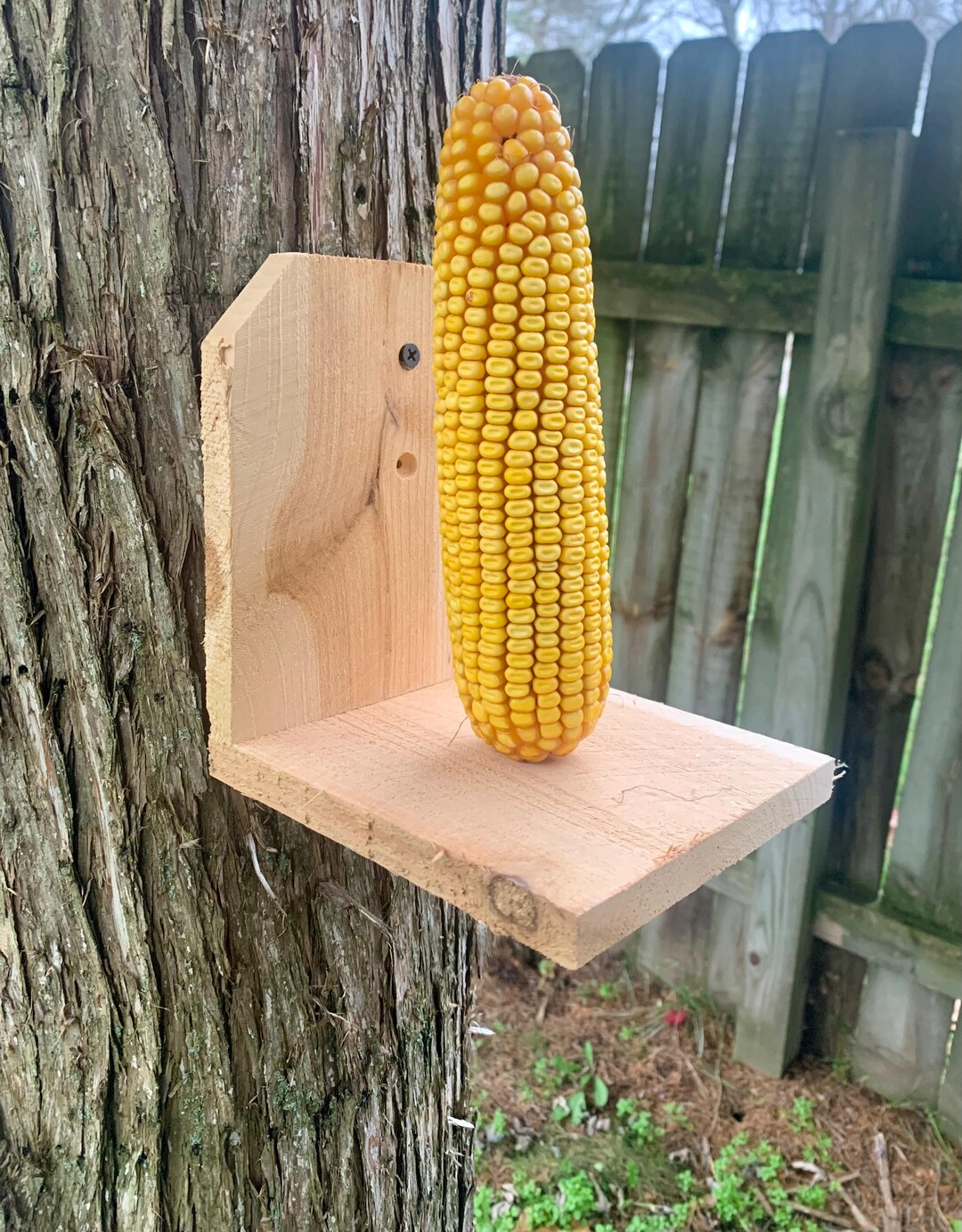 Corn on the Cob Squirrel Food for Squirrels, Birds, Rabbits, Deer ...
