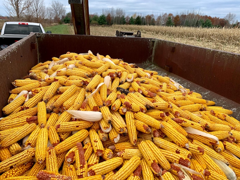 Michigan Shelled Corn, Whole Kernel Animal Feed (10-15 Lb) - Etsy