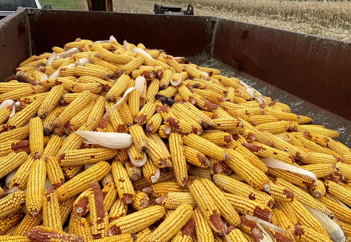 Corn on the Cob Squirrel Food for Squirrels, Birds, Rabbits, Deer ...