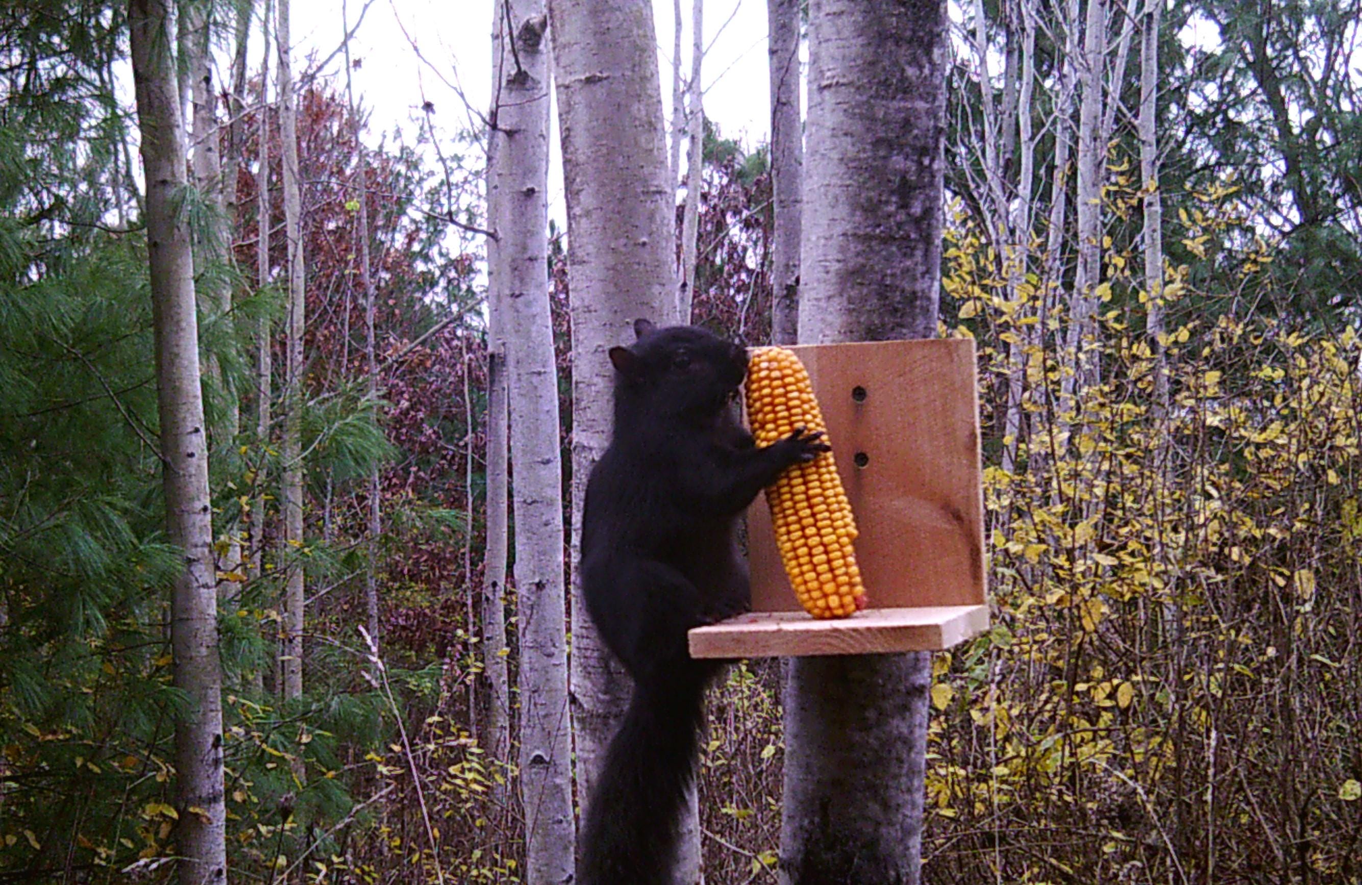 Corn on the Cob Squirrel Food for Squirrels, Birds, Rabbits, Deer ...