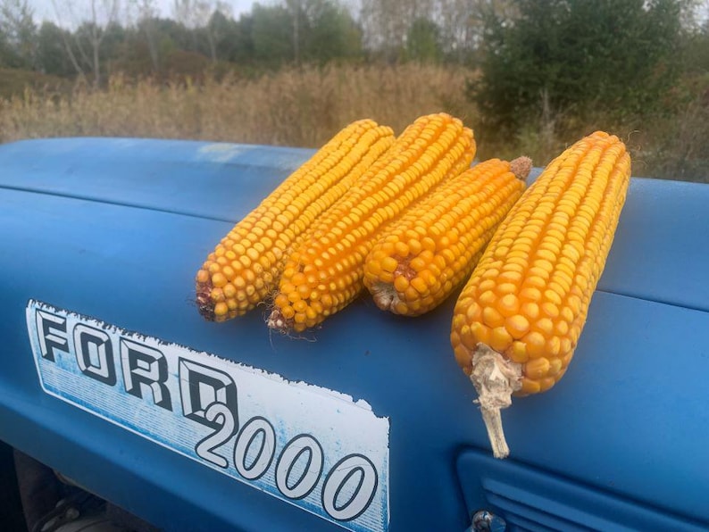 Corn on the Cob Squirrel Food for Squirrels, Birds, Rabbits, Deer ...