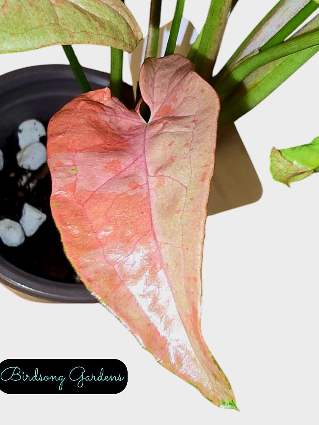 Beautiful Pink Half Moon Syngonium Pink Spot Variegated Rooted Plant 3. ...