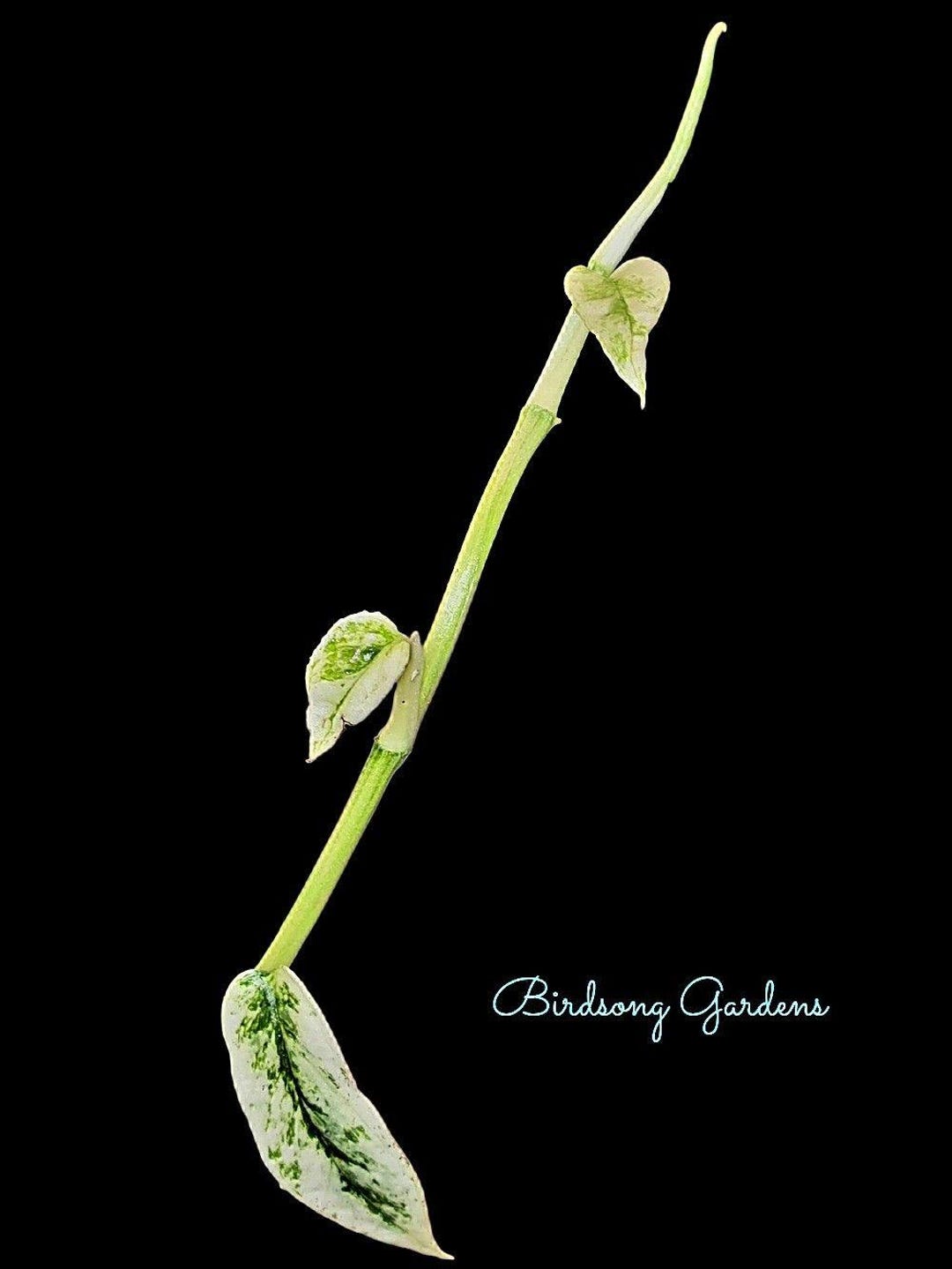 RARE Variegated Epipremnum Cebu Blue “ghost” *rooted* 3.5" Pot Entire ...