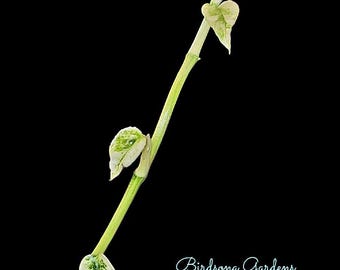 Epipremnum ‘ghost’ (AKA Variegated ‘cebu Blue’) - Etsy