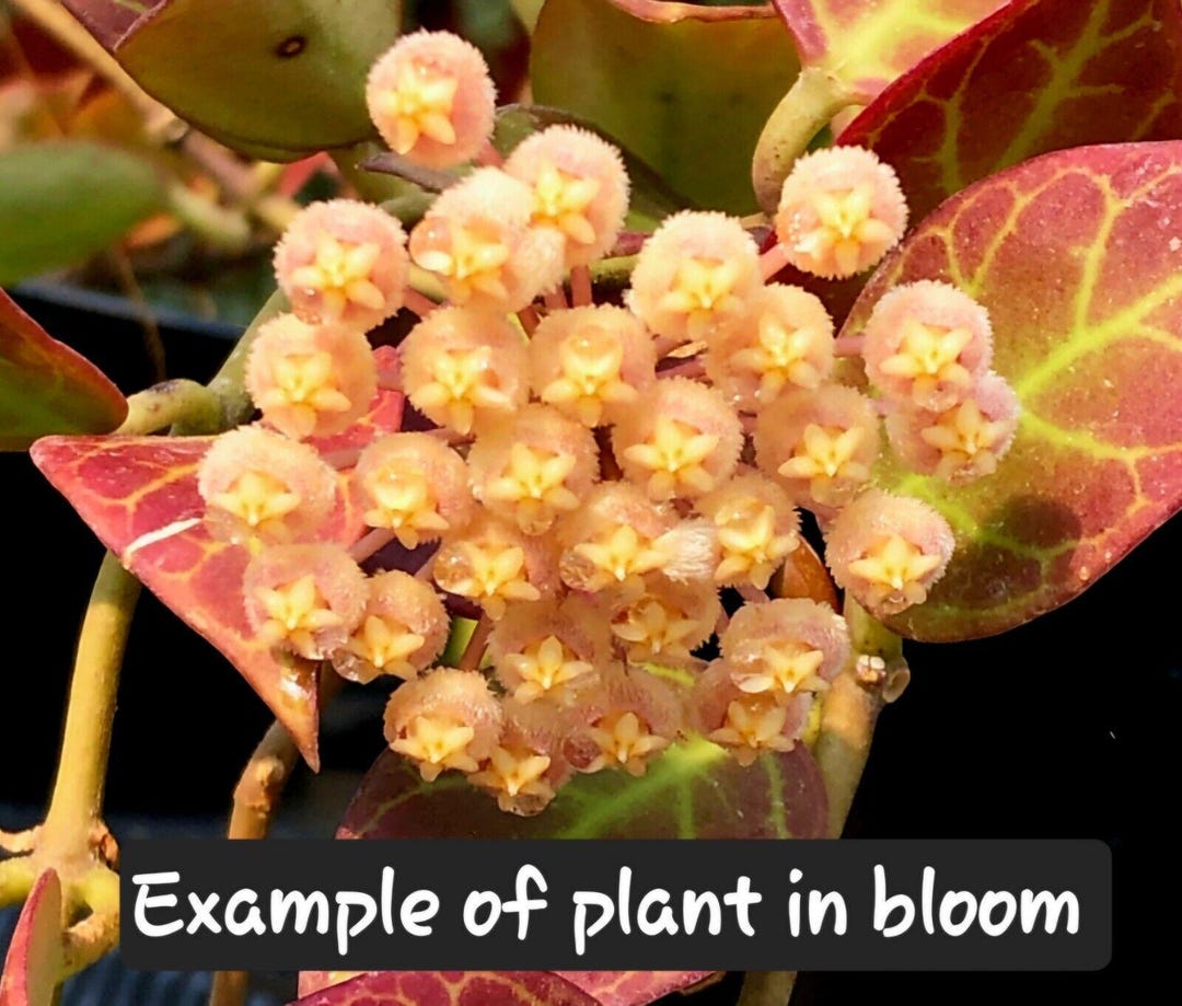 Hoya Sunrise Cutting in Prop Cup. Beautiful Sun-stressed Leaves - Etsy